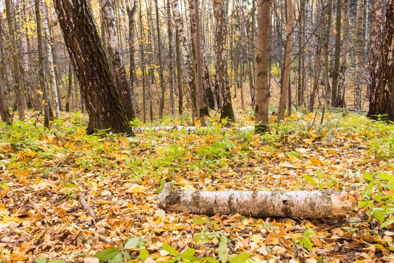 A Log from a Birch on the Ground in the Fall, a Fabulous View Stock ...