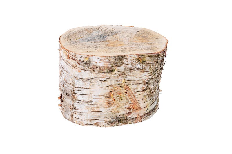 Log from a Birch Isolated on White Background Stock Photo - Image of ...