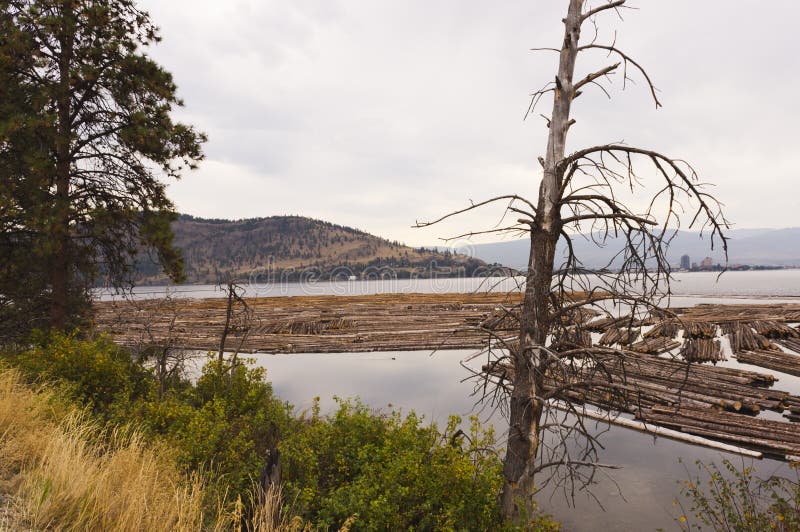 Log boom. stock photo. Image of logging, canada, okanogan - 49284782