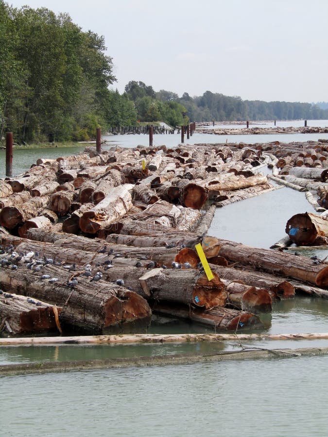 Log Booms, Vancouver Island, British Columbia Stock Photo - Image of ...