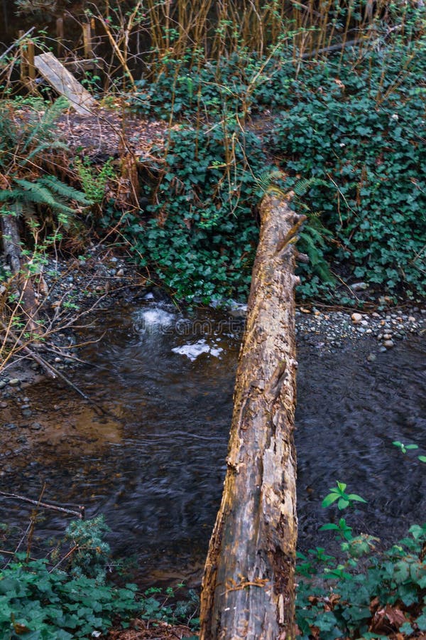 Log bridge in forest stock image. Image of branches - 116436117