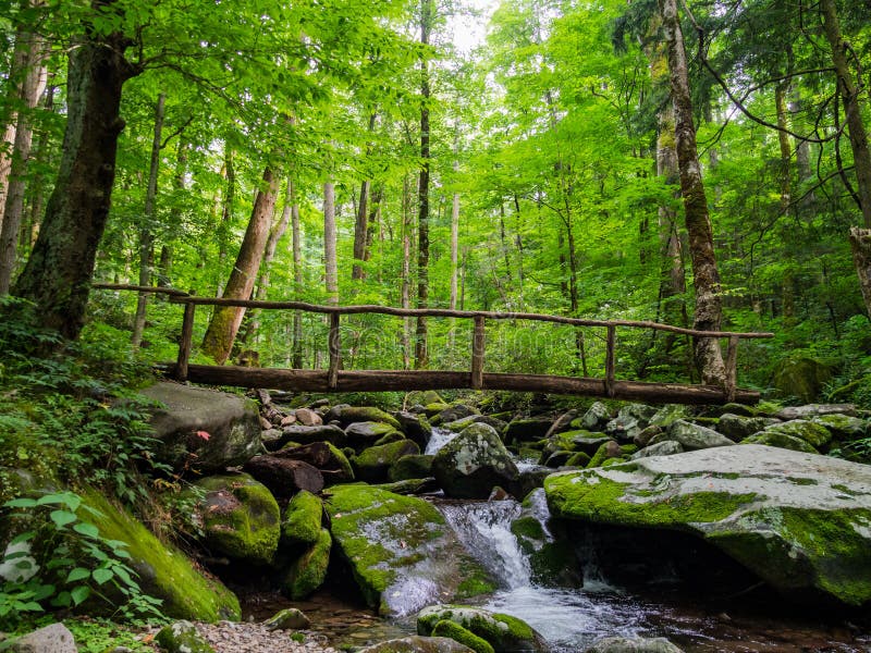 Log Bridge Over Forest Creek, Lush Woods Stock Image - Image of dense ...
