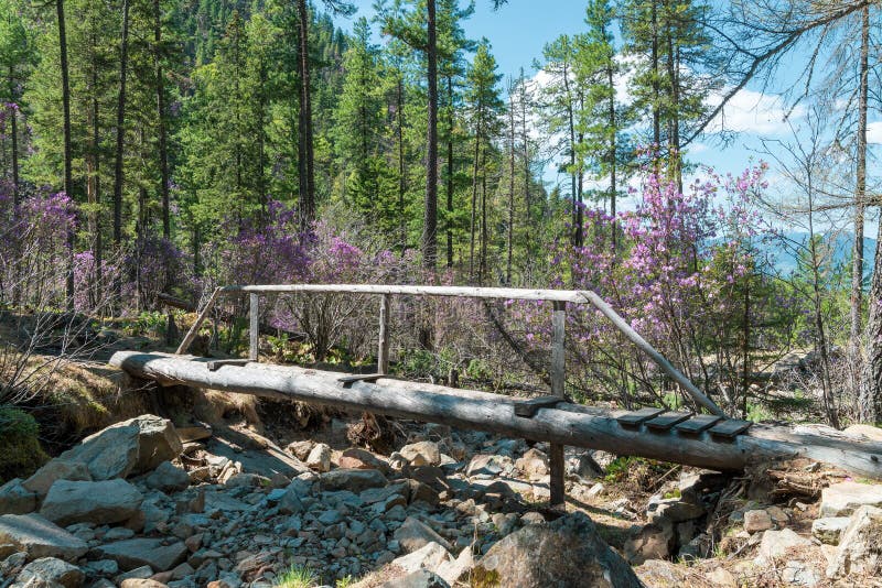 Log Bridge Over a Stone River Stone Dip in the Mountains, among a Dense ...