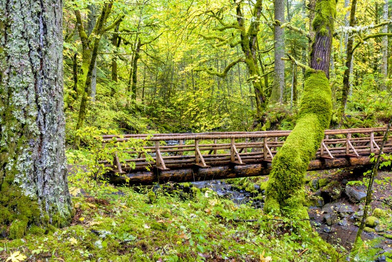 Log Bridge in a Rain Forest Stock Photo - Image of lush, wooden: 30801774