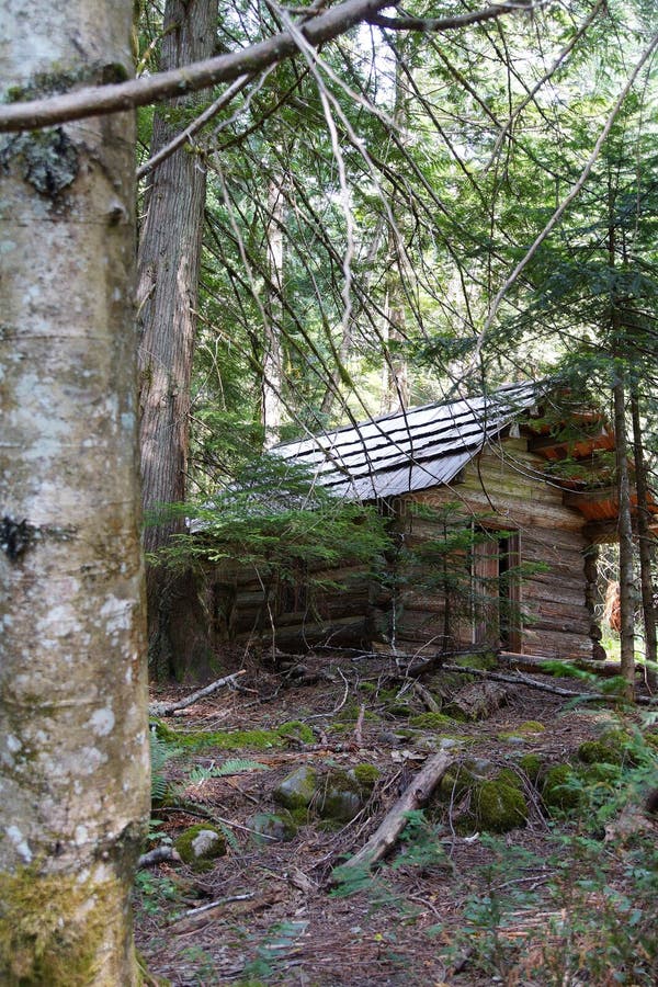 Log Cabin in Conifer Forest Stock Photo - Image of home, rainier: 57596776