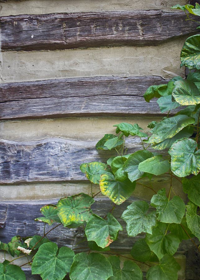 Log Cabin with Grape Vines on Wall Stock Photo - Image of mountains ...
