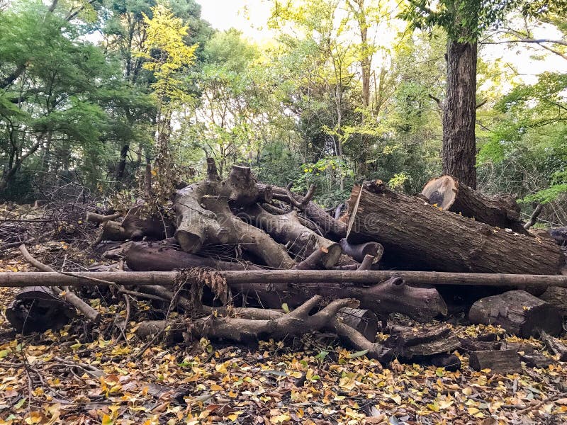 Log camp in forest stock image. Image of nature, place - 149942145