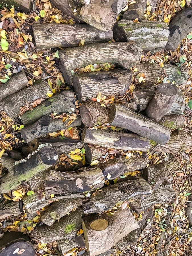 Log camp in forest stock photo. Image of tourism, road - 149942442