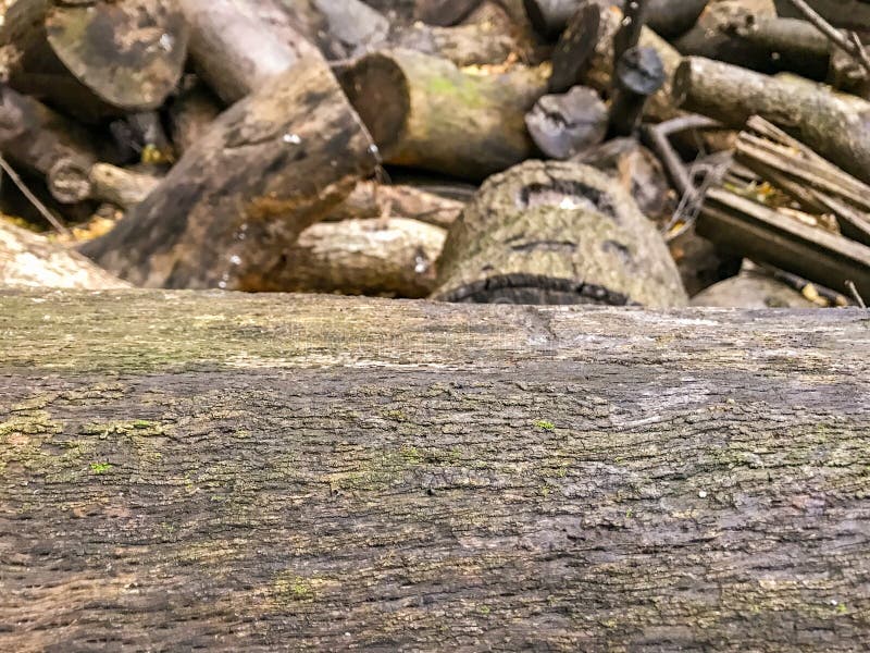 Log camp in forest stock image. Image of resources, pile - 149942579