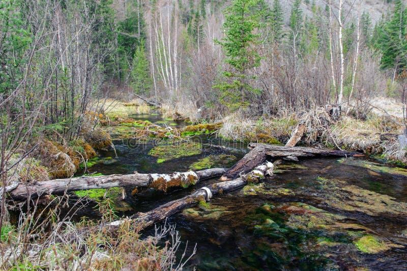 Log Causeway Across a Forest Creek Stock Photo - Image of kosh, stream ...