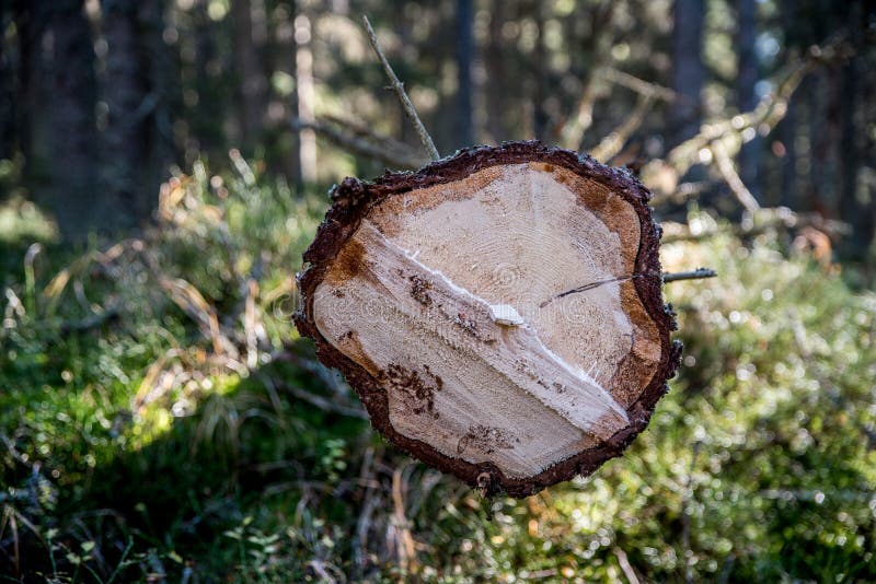 Log Chopped Down in the Forrest Stock Photo - Image of tree, closeup ...