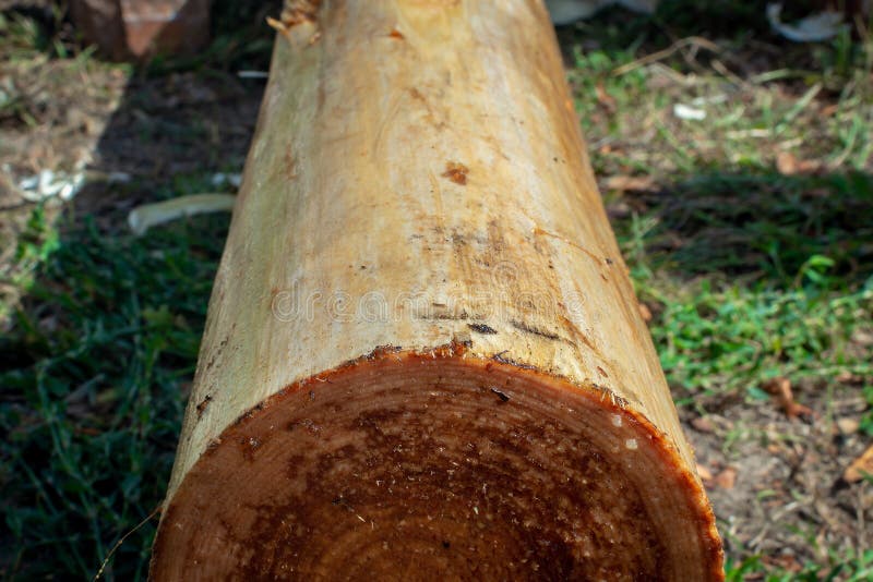 A Log Cleaned of Bark, Impregnated with a Solution that Prevents ...