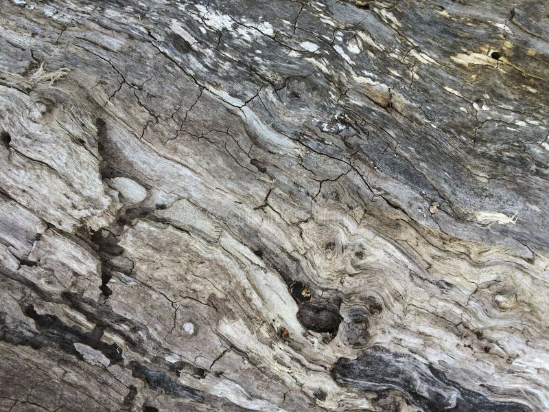 Log stock photo. Image of nature, outdoors, texture, landscape - 70864238