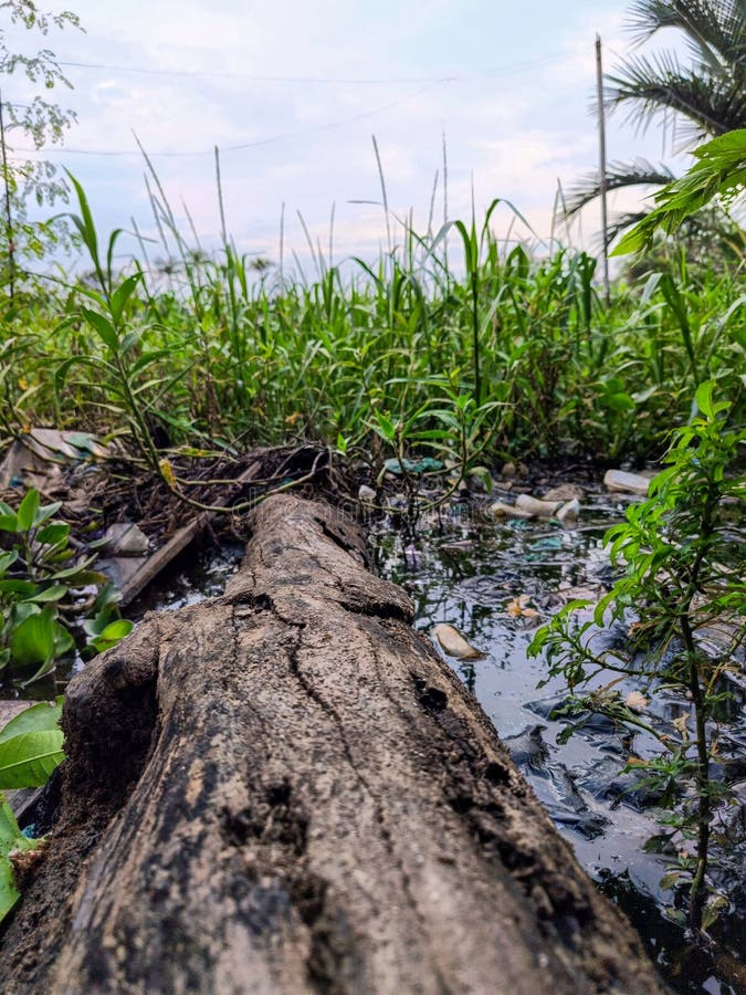 A Log Collapsed in the Swamp Stock Image - Image of disaster, blue ...