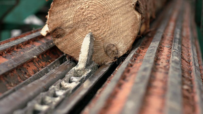 Log Conveyor Pulling Log Onto Automated Line for Further Processing ...