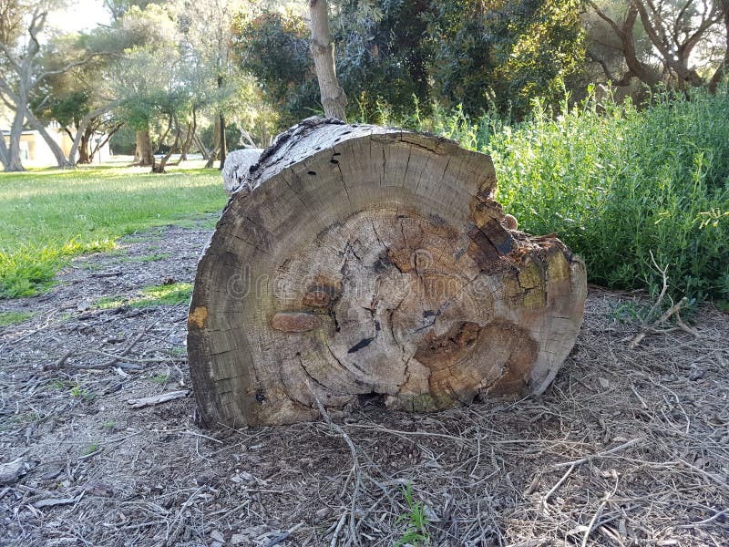 Log stock image. Image of face, looking, hdden, cool - 78763619