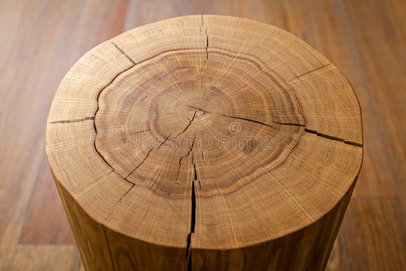 Core of a Wooden Log Isolated on a White Background. Top View ...