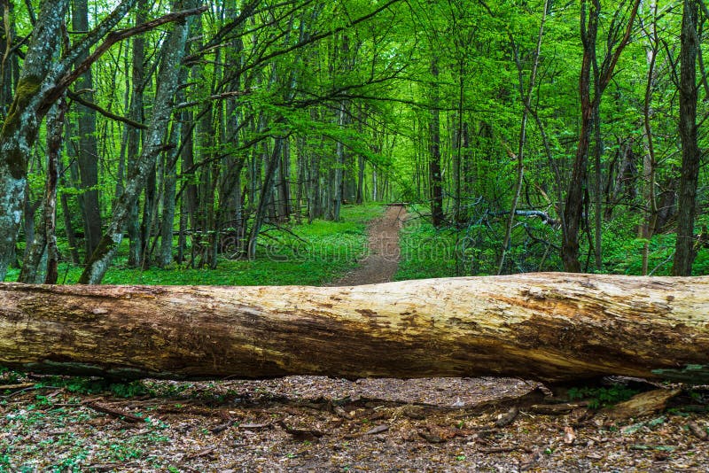 Log Covered Hiking Trail. Natural Landscape with Forest Trees in ...