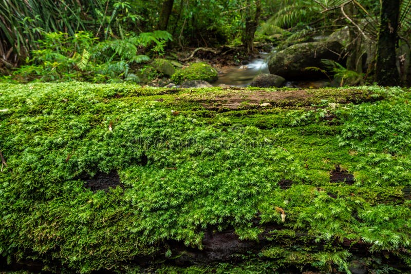 The Log Covered with Moss in the Forest Stock Image - Image of close ...