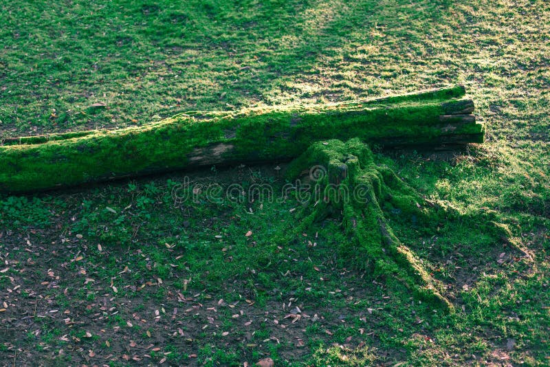 Log covered by moss stock image. Image of spectacular - 270813559