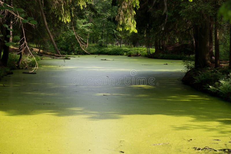 Log Covered with Moss in Swampy Standing Water Stock Photo - Image of ...
