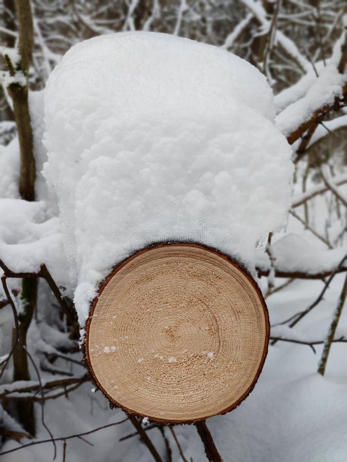 Log covered snow in forest stock photo. Image of circle - 170091658