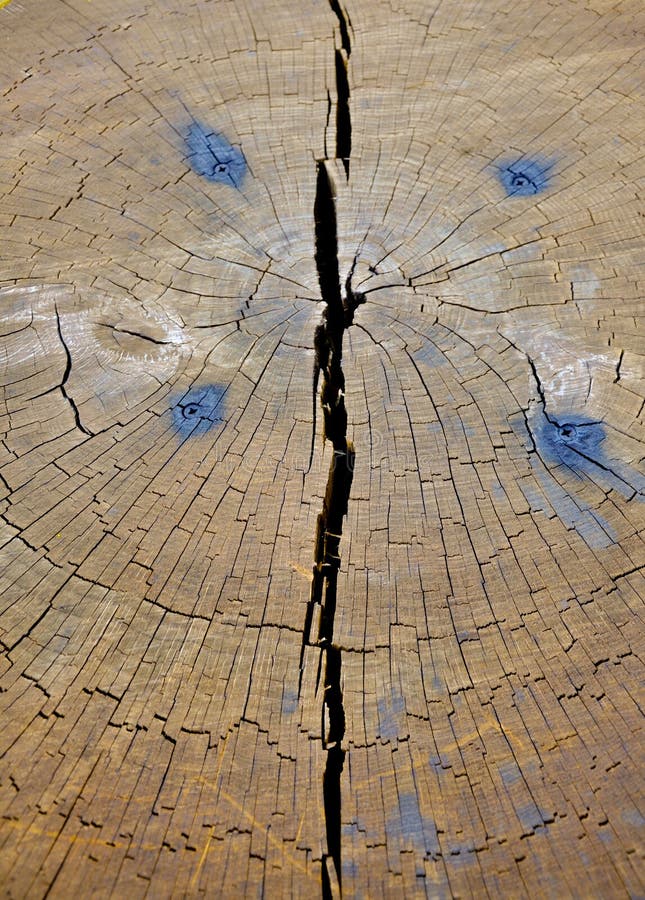 Log with crack stock image. Image of growth, concentric - 30677559