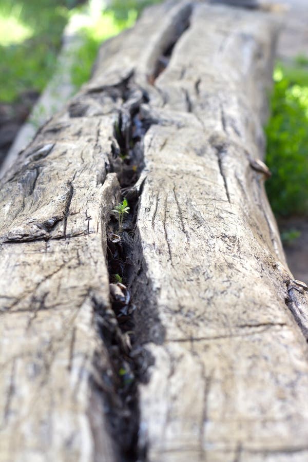 Log with a Crack Selective Focus Stock Image - Image of wood, gray ...
