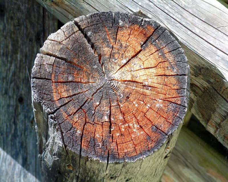 Walnut Log Cross Section