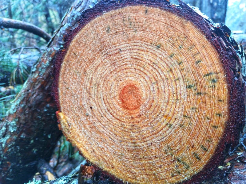 Tree Rings in a Cross Section. Background Nature. Stock Photo - Image ...