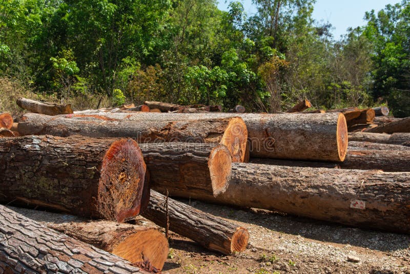 Log of cut down trees stock photo. Image of ring, plant - 260258518