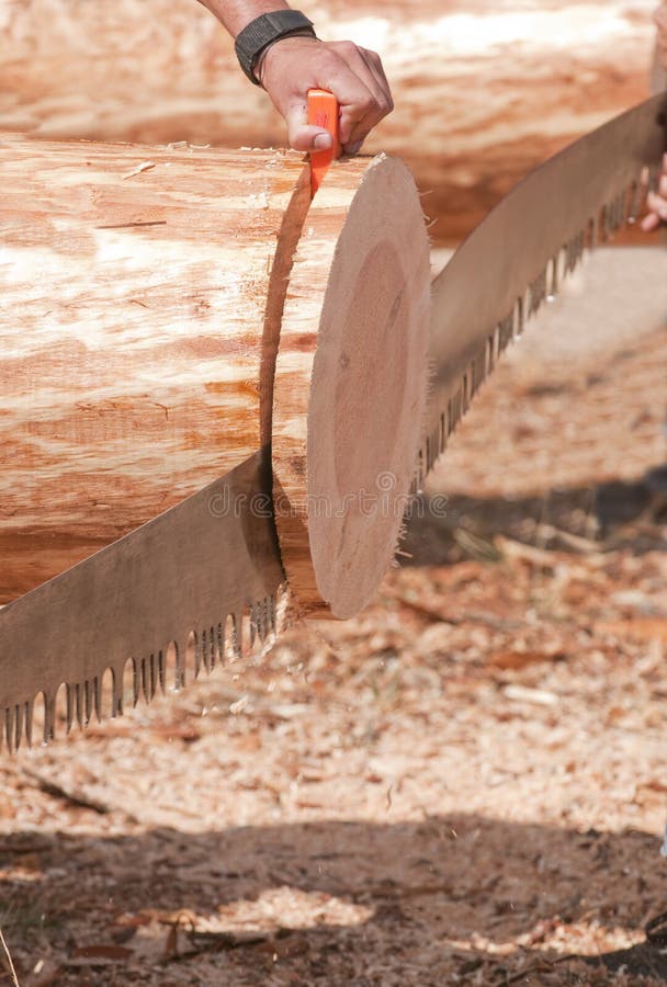 Log Cutting Team Using Handsaw Stock Photo - Image of slice, tooth ...