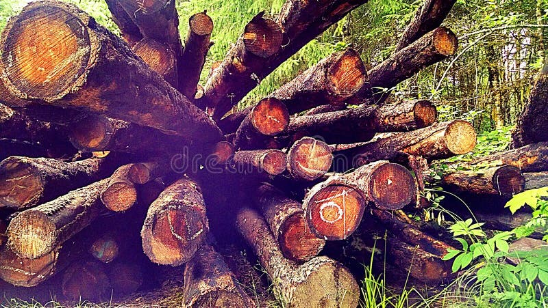 Log deck stock image. Image of logs, forest, deck, round - 74706167