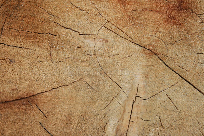 Log end stock photo. Image of wood, brown, wooden, patterned - 6438514