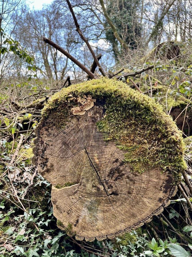 Log end stock image. Image of bark, green, moss, timber - 244749915