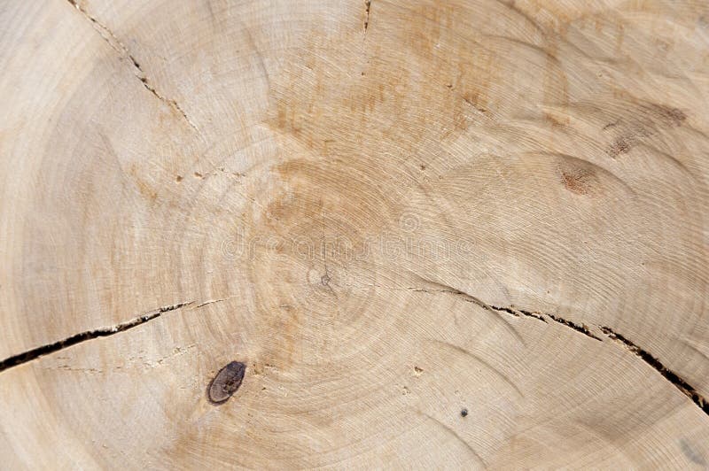 Log End Texture.Wooden Surface Backdrop. Stock Image - Image of surface ...