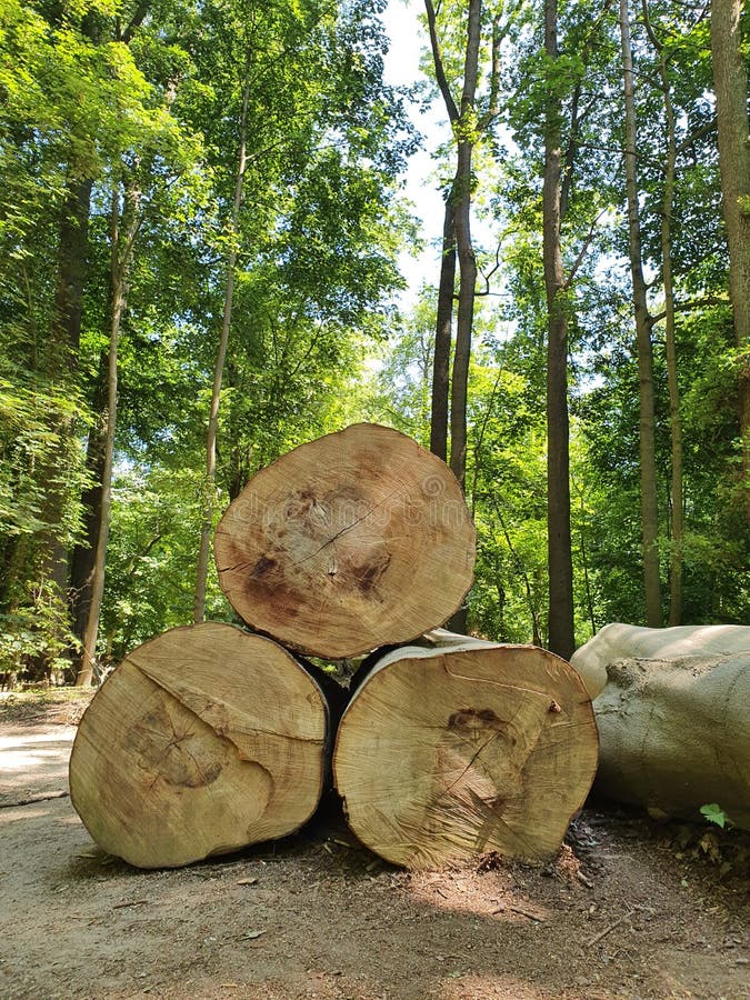 Log ends stock photo. Image of logs, grass, management - 184083316