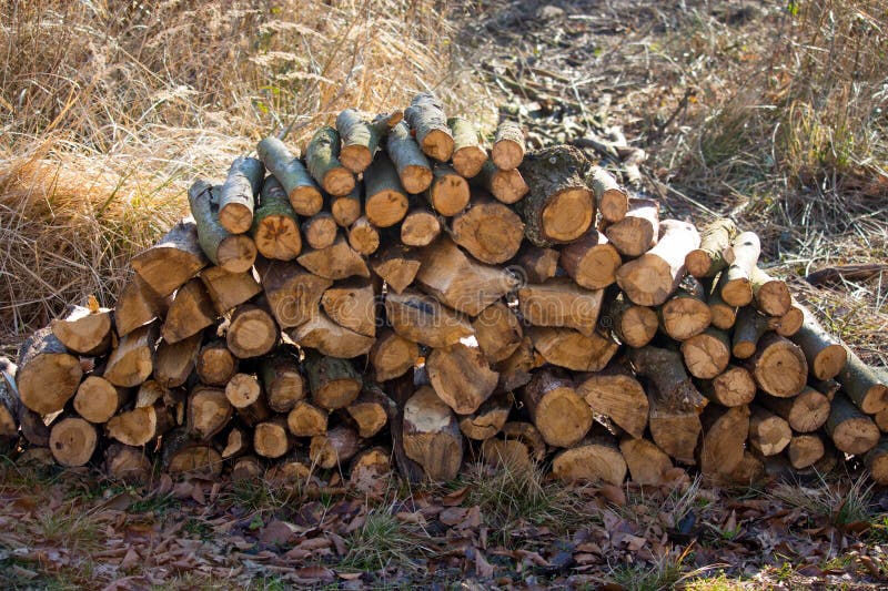 Log in the Fall in the Forest in the Sunshine Stock Photo - Image of ...