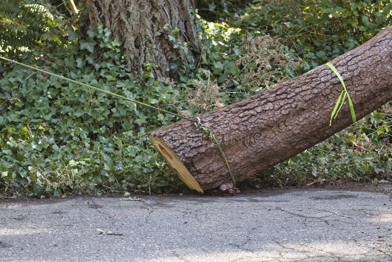 Log from Fallen Tree Being Pulled by Rope Stock Image - Image of ...