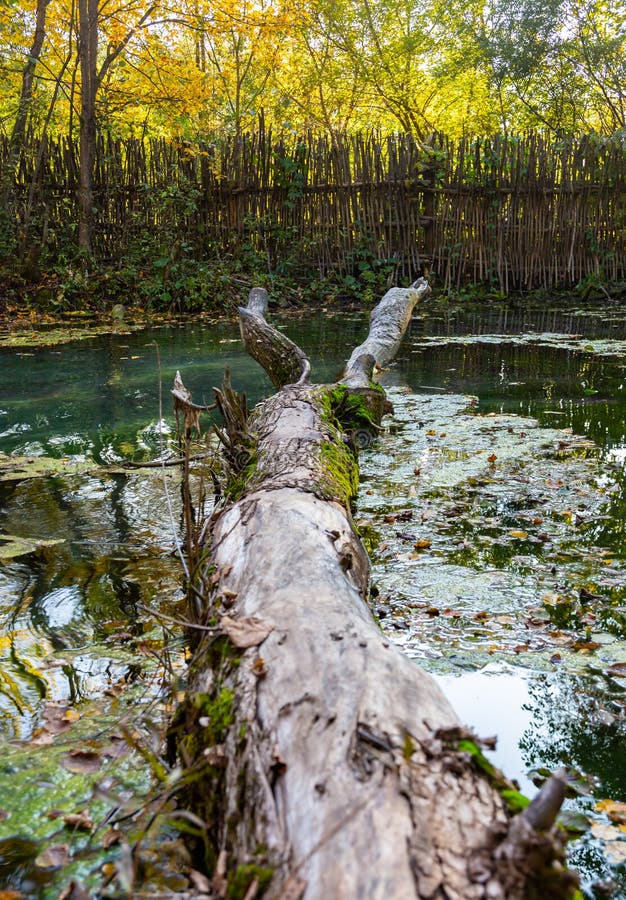 A Log that Fell into the Water of a Pond in Autumn in a Park Stock ...
