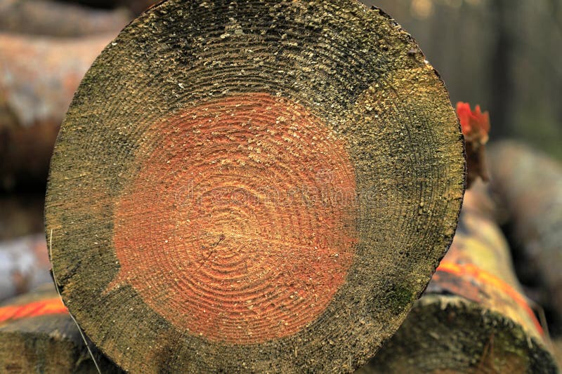 A Log of a Felled Tree in Cross Section Stock Photo - Image of change ...