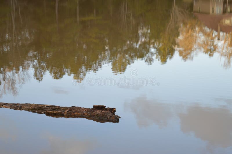 Log Floating in Lake stock photo. Image of floating, woods - 71130740