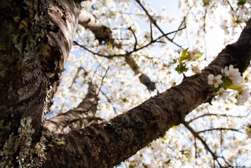 Log with flowers stock photo. Image of cherry, excursion - 172771390