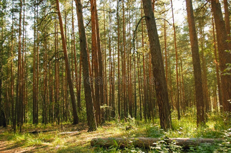 A Log in the Foreground and a Large Number of Pine Trees in the ...