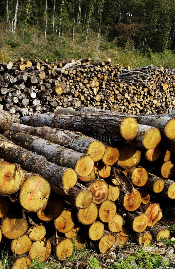 Log in a forest stock photo. Image of forest, tree, fire - 204005594