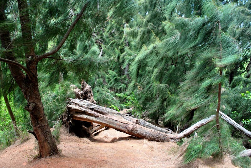 Log in a Forest stock photo. Image of hill, jungle, wind - 25397678