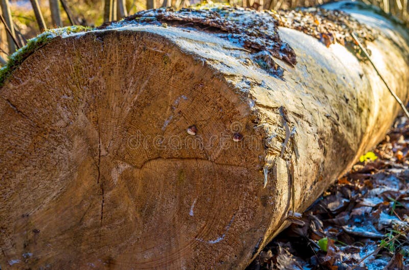 A log in forest stock image. Image of autumn, tree, bark - 64419233