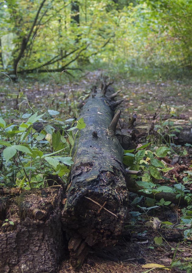Log in the forest stock photo. Image of fall, trunk - 128290118