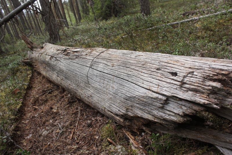 Log in the forest. stock image. Image of shrubs, cracks - 82404563