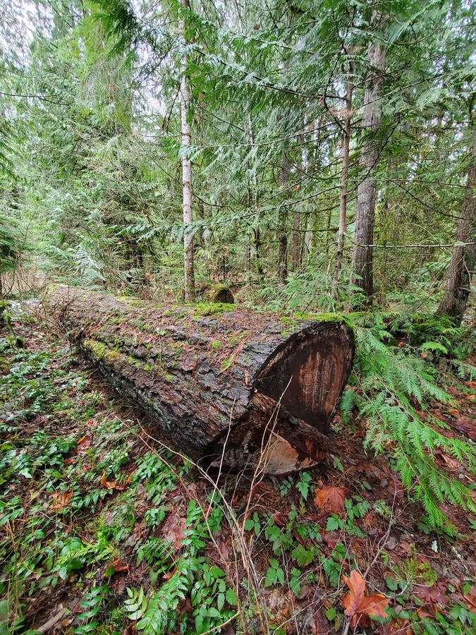Log in Forest in the PNW stock photo. Image of forest - 316972406
